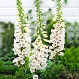 Digitalis purpurea Hvid 11 cm pot køb billigt på Plantazon.dk