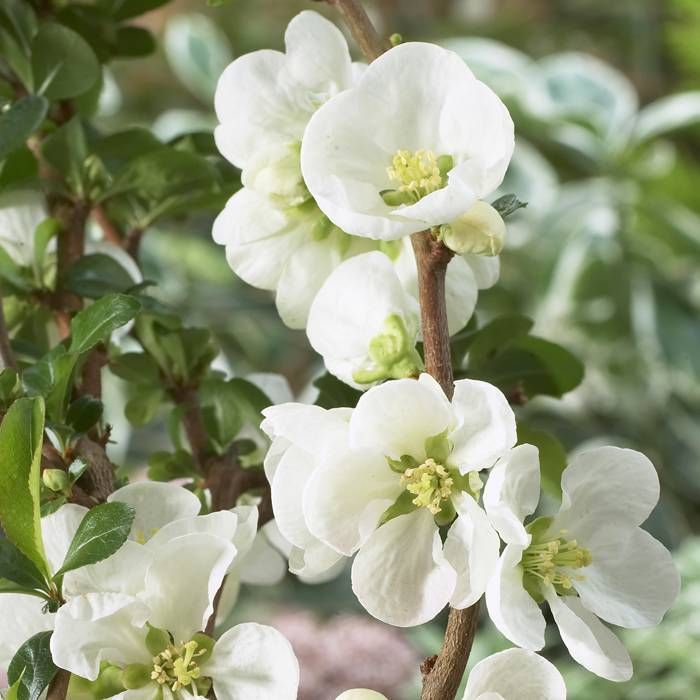 Dronningebusk Superba Jet Trail køb billigt på Plantazon.dk