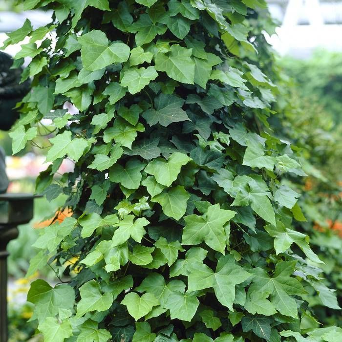 Almindelige Vedbend køb billigt på Plantazon.dk