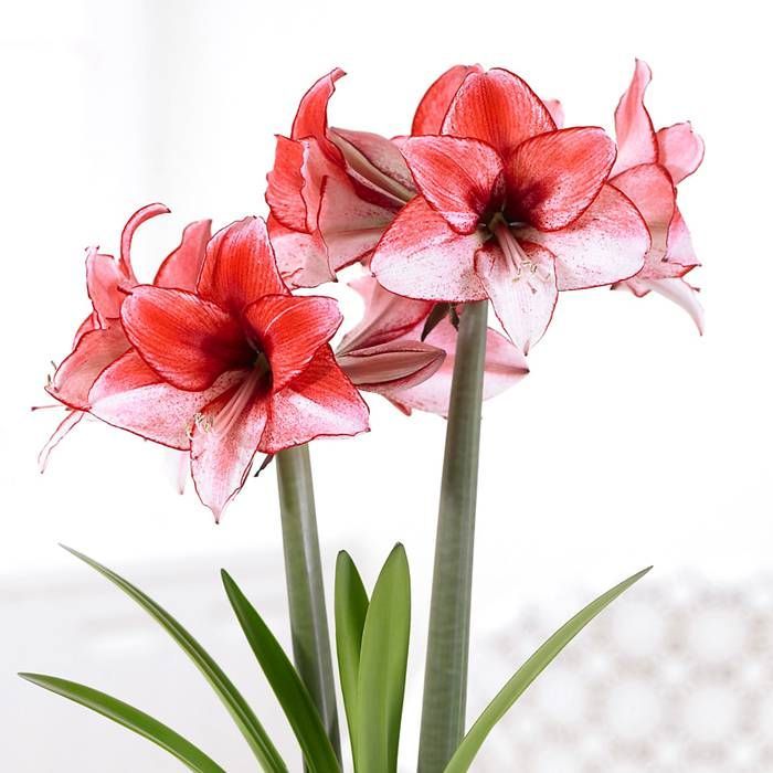 Amaryllis Showmaster køb billigt på Plantazon.dk