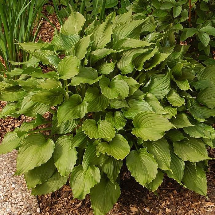 Hosta Stirfry køb billigt på Plantazon.dk