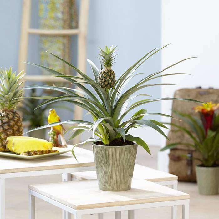 Ananas Mi Amigo 12 cm poot køb billigt på Plantazon.dk